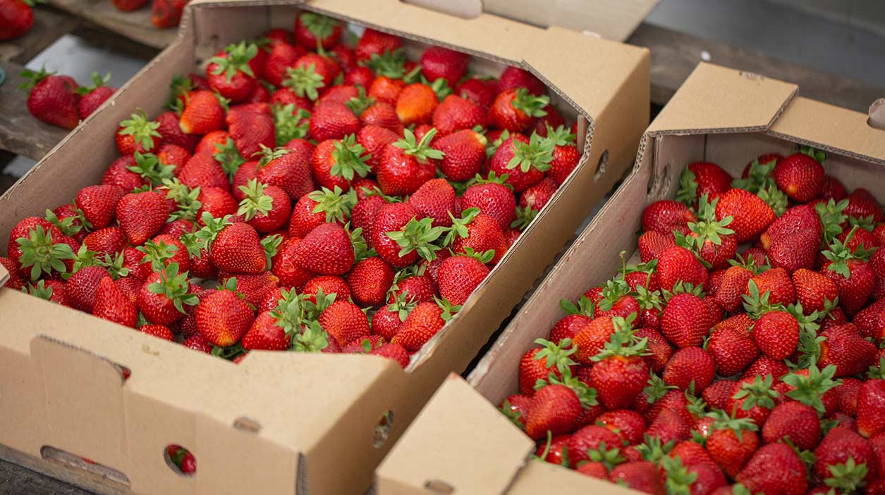 PT Varion Agritech Indonesia – Varion Capital Management